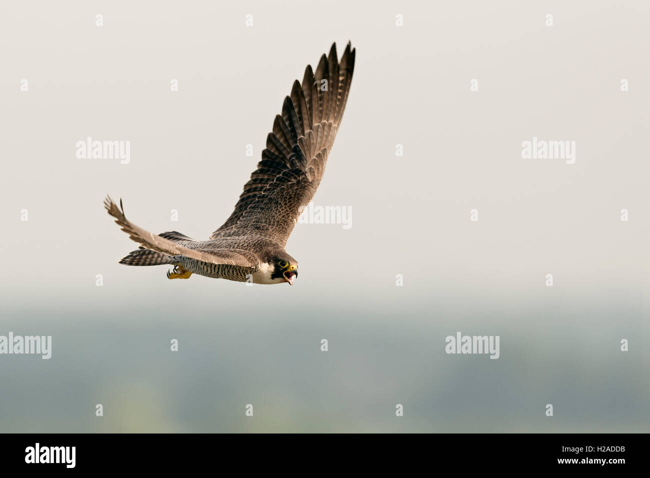 Peregrine Falcon / Wanderfalke ( Falco peregrinus ) in flight, close by ...