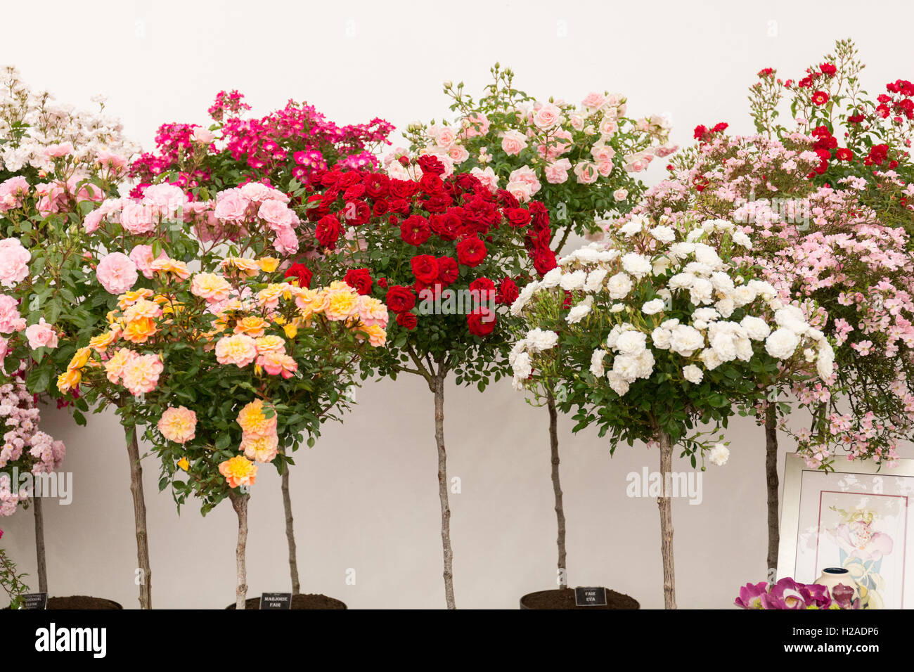 Red white rose bushes hi-res stock photography and images - Alamy