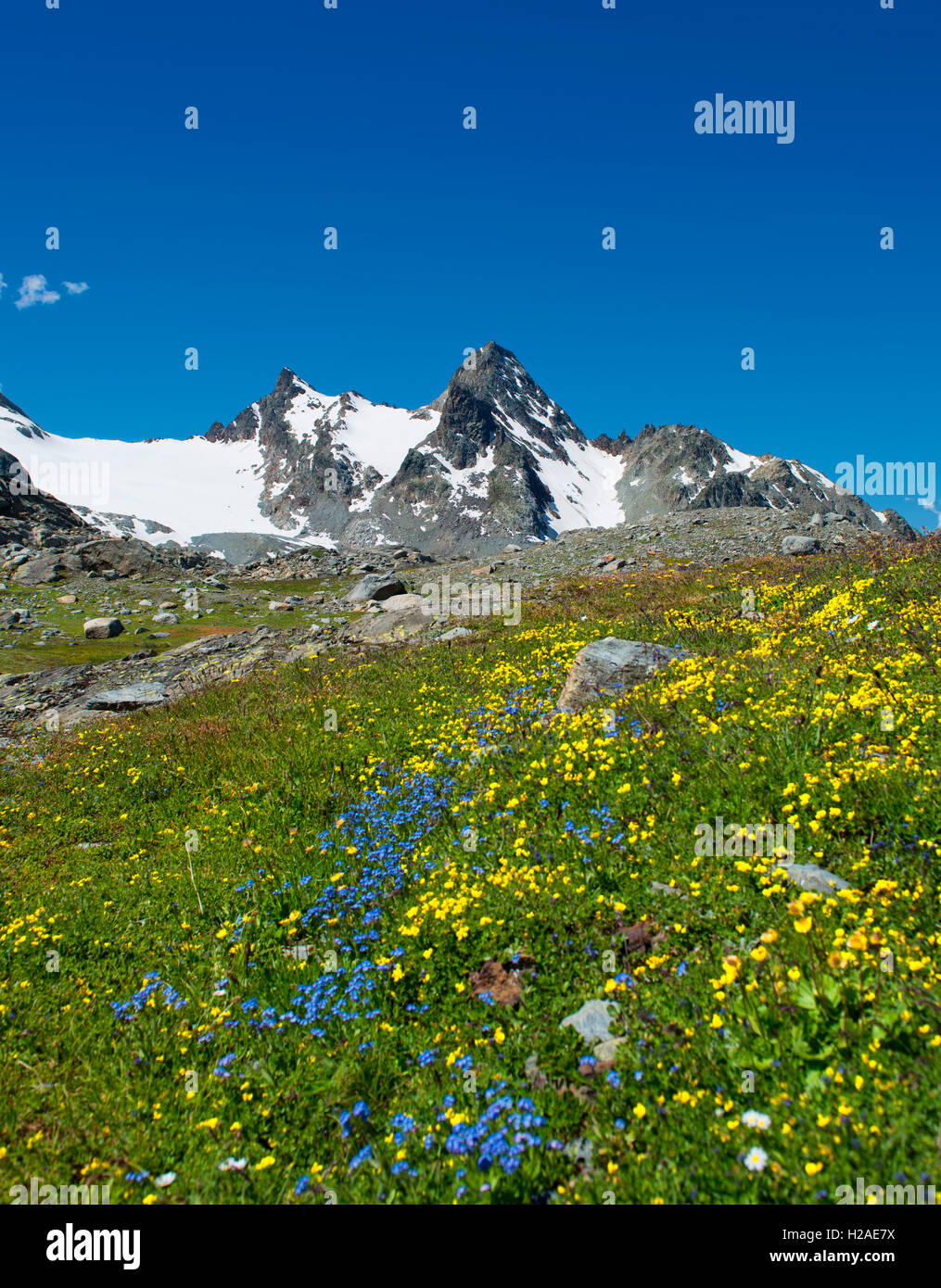 Rutor glacier,Grand Assaly, alpine landscape, flowers, Valle d'Aosta ...
