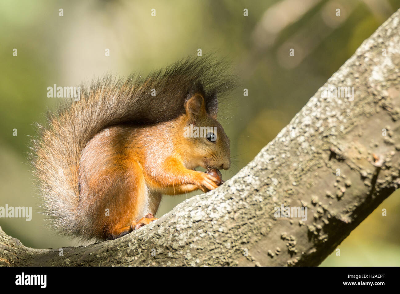 the photograph shows a squirrel on a tree Stock Photo - Alamy