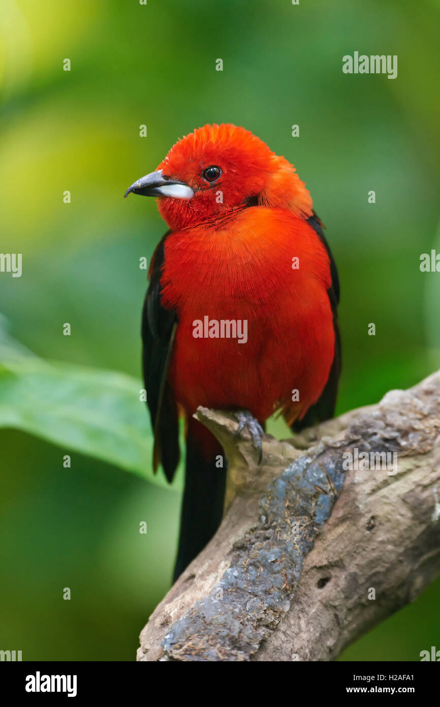Tanager Bird High Resolution Stock Photography and Images - Alamy