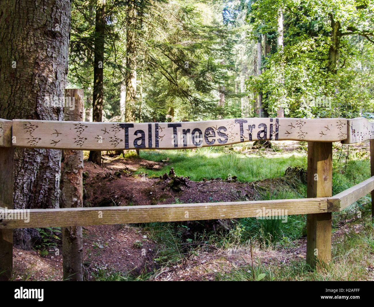 The start of the Blackwater Tall Trees Trail in the New Forest, a 1.5 ...