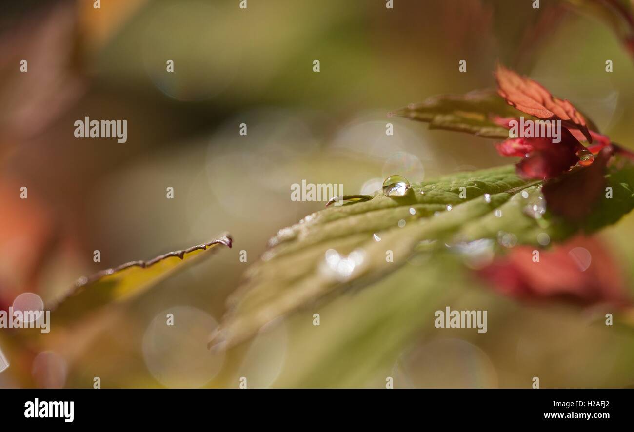 Dew drop on flower Stock Photo - Alamy