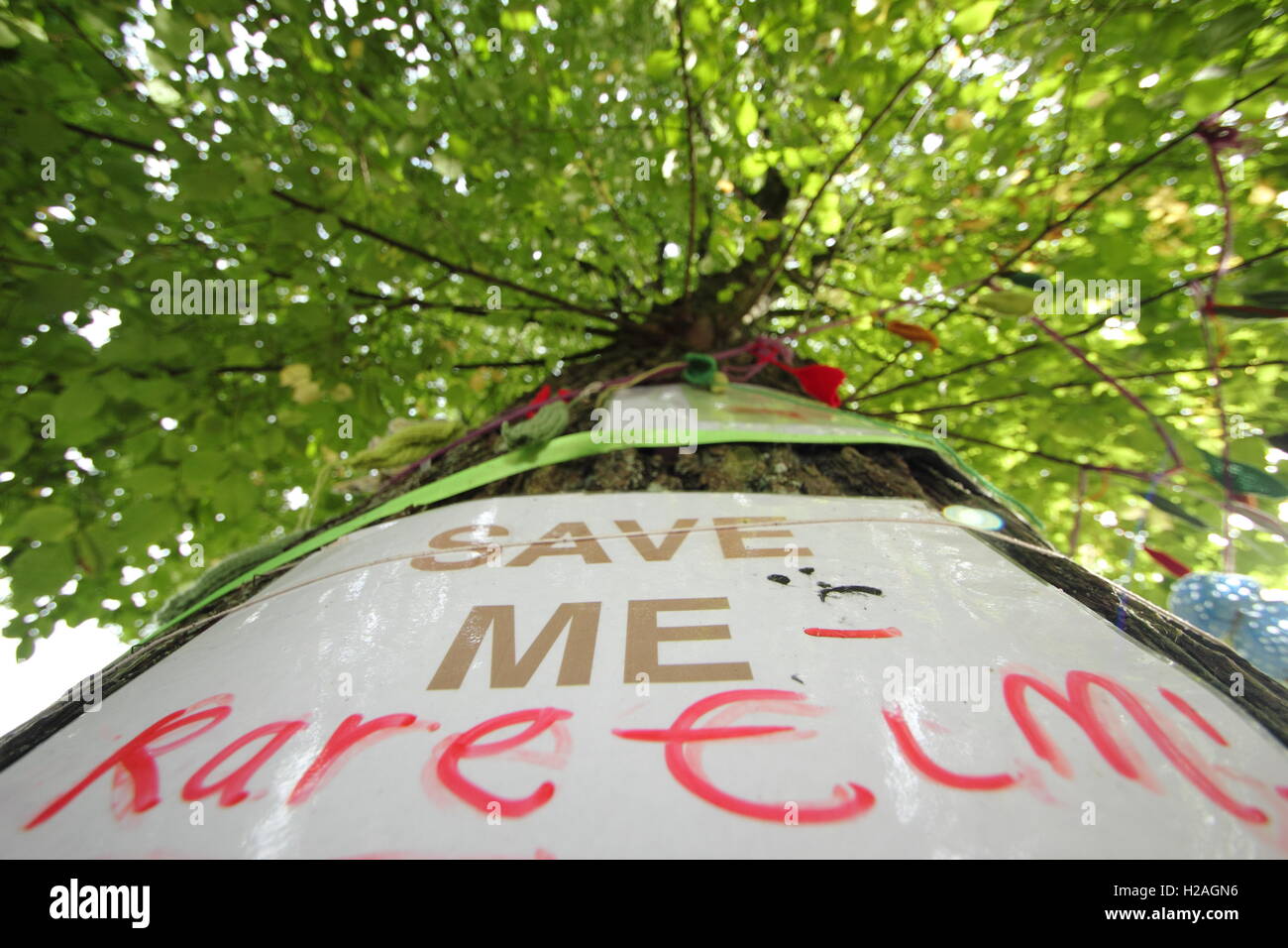 Campaign posters on a controversial mature British elm tree, Chelsea ...