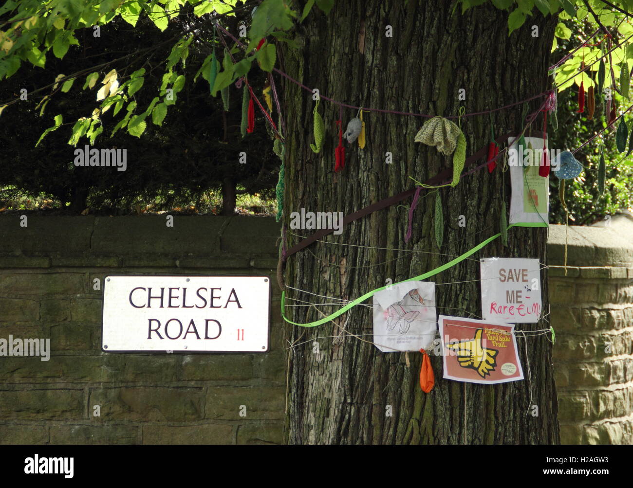 Mature elm, Chelsea Road, Sheffield. Earmarked for felling.Host to rare ...