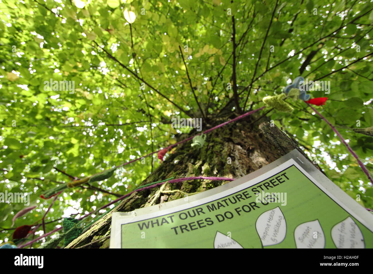 Campaign posters on the controversial Chelsea Road elm, Nether Edge ...