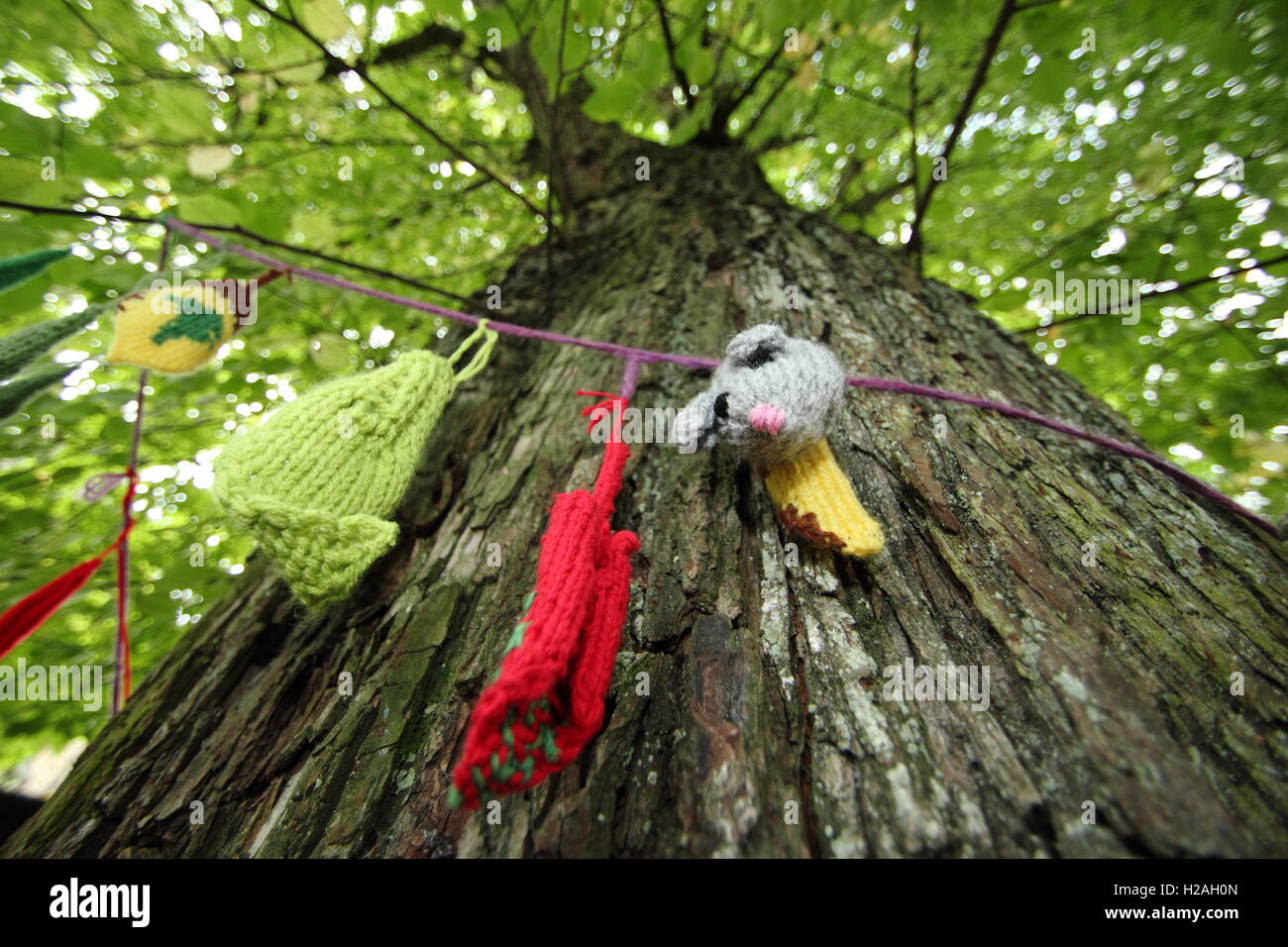 Mature elm, Chelsea Road, Sheffield. Earmarked for felling.Host to rare ...