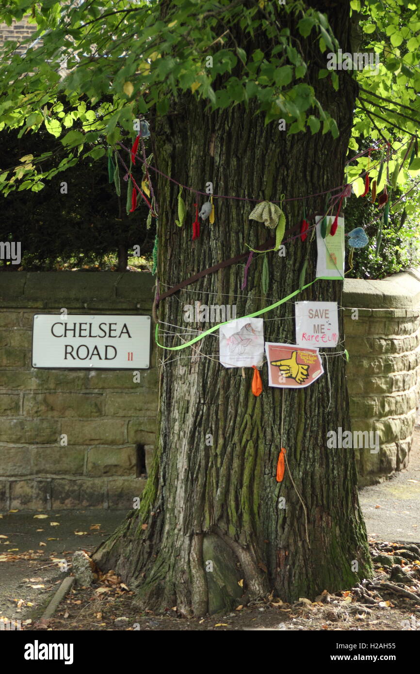 Mature elm, Chelsea Road, Sheffield. Earmarked for felling.Host to rare ...