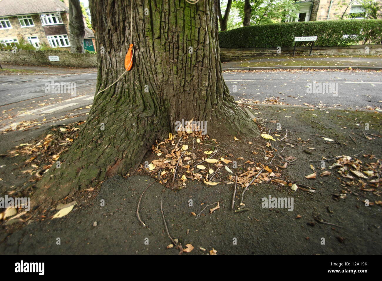 Base of the 'Chelsea Road elm, Sheffield. Controversial street tree ...