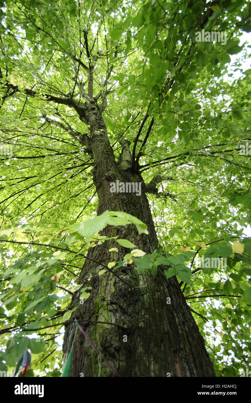 Canopy colony hi-res stock photography and images - Alamy
