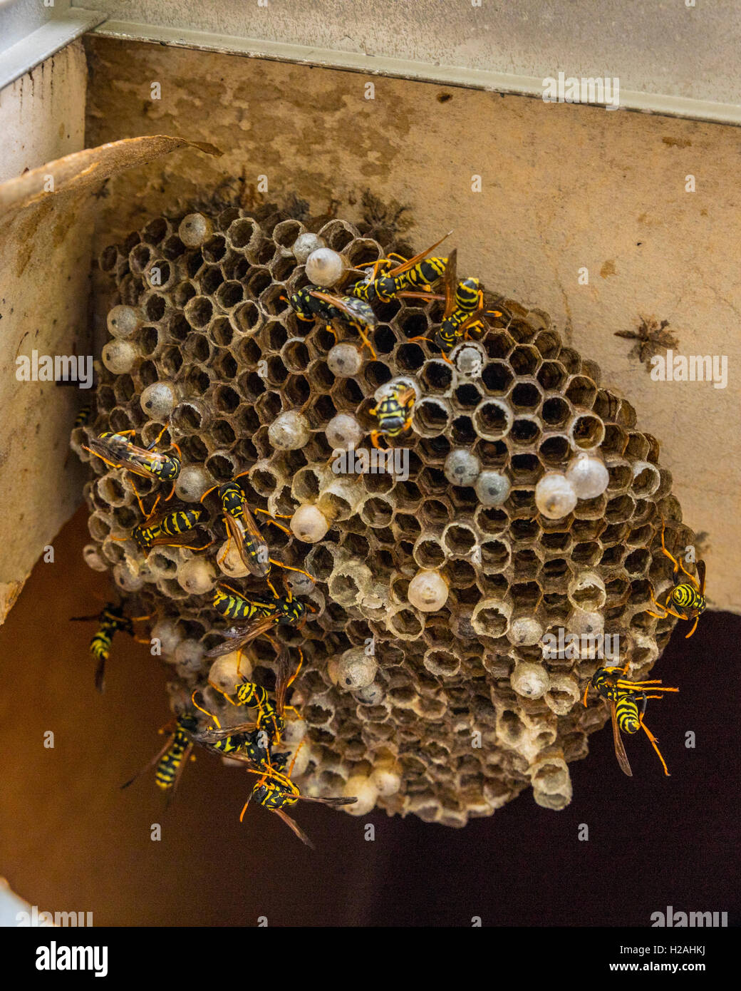 A hornets nest in an outside hot water heater closet on a mobile home ...