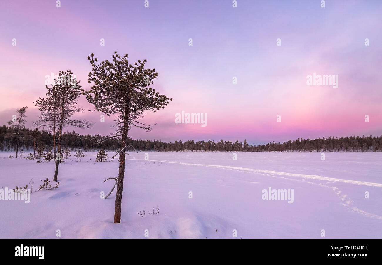 Cold winter evening in pine hi-res stock photography and images - Alamy