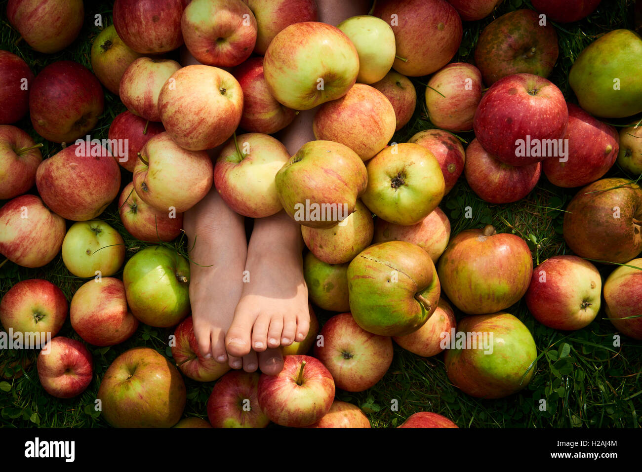 Children's feet hidden in a pile of apples Stock Photo - Alamy