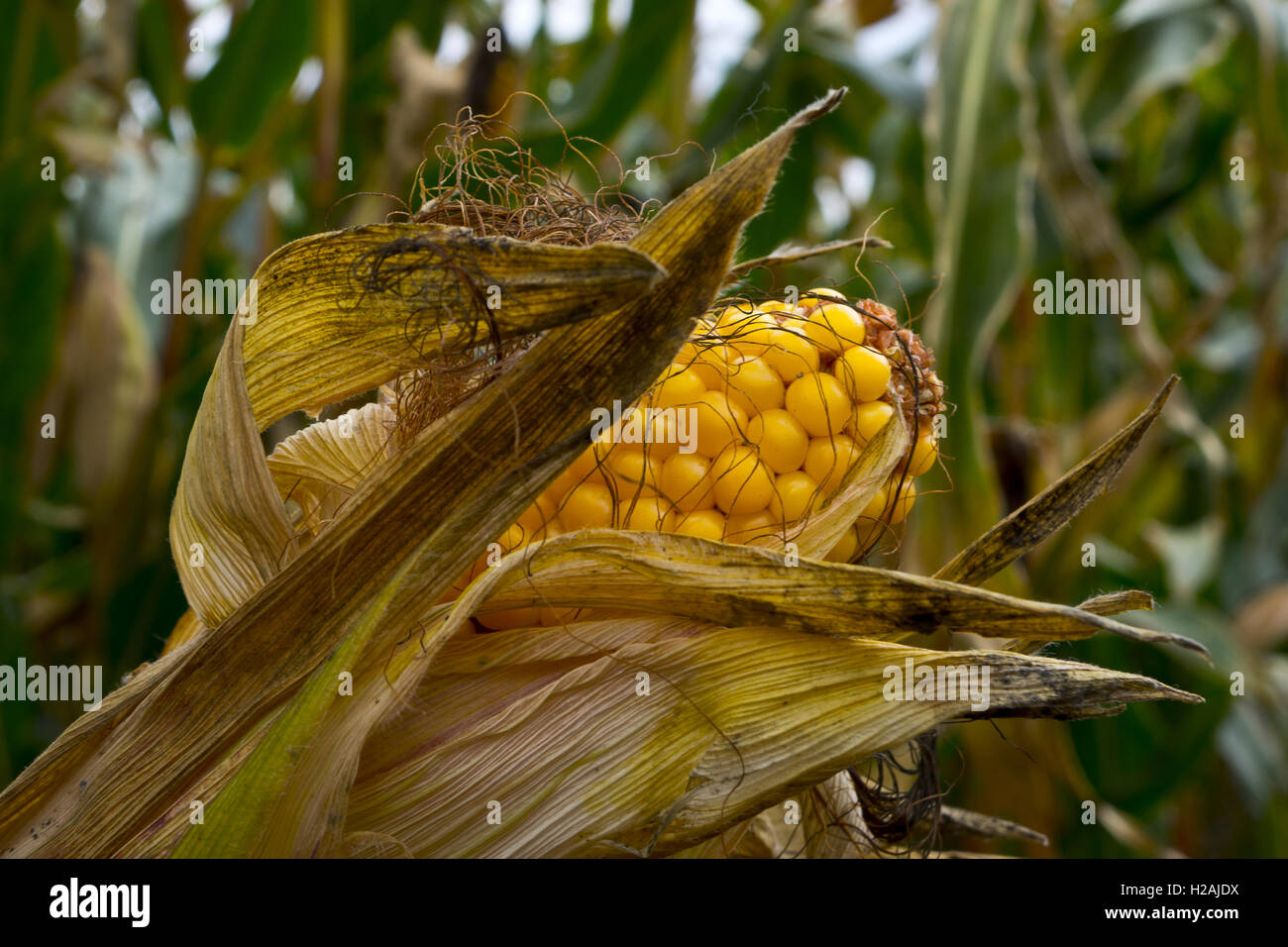 corn on the cob on plant in field Stock Photo - Alamy