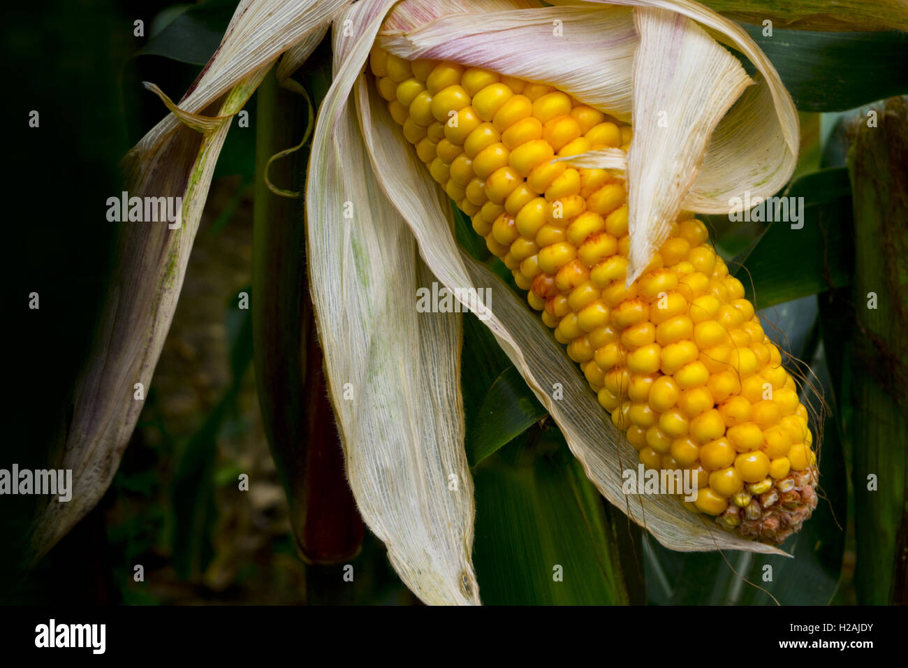 corn on the cob on plant in field Stock Photo - Alamy