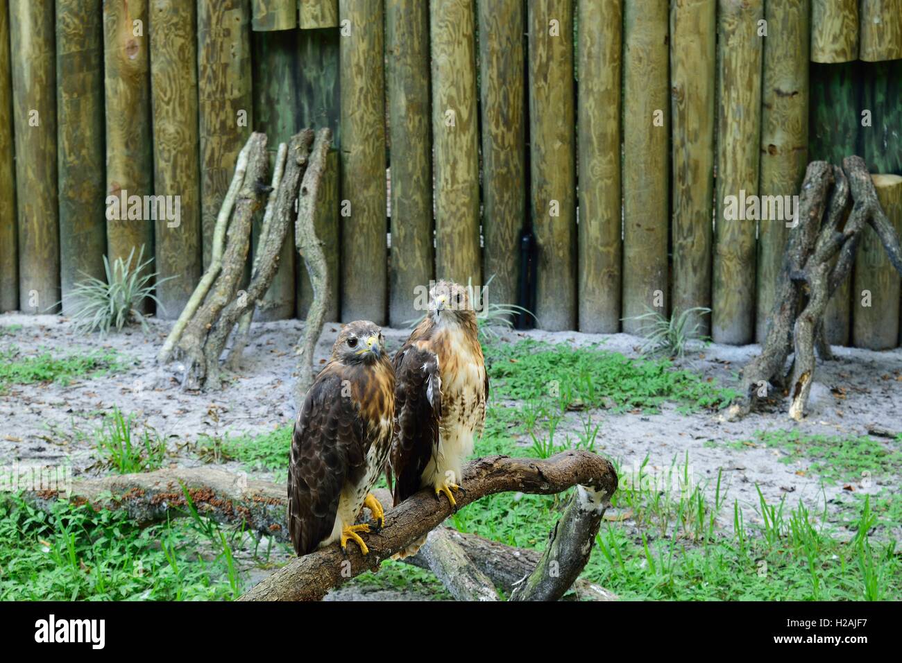 Two beautiful red tailed hawks sitting on a branch Stock Photo - Alamy