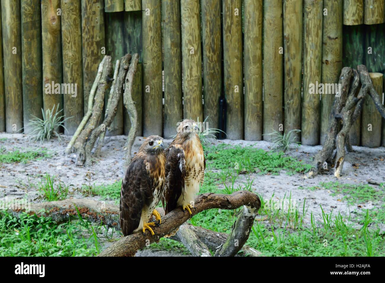 Two beautiful red tailed hawks sitting on a branch Stock Photo - Alamy