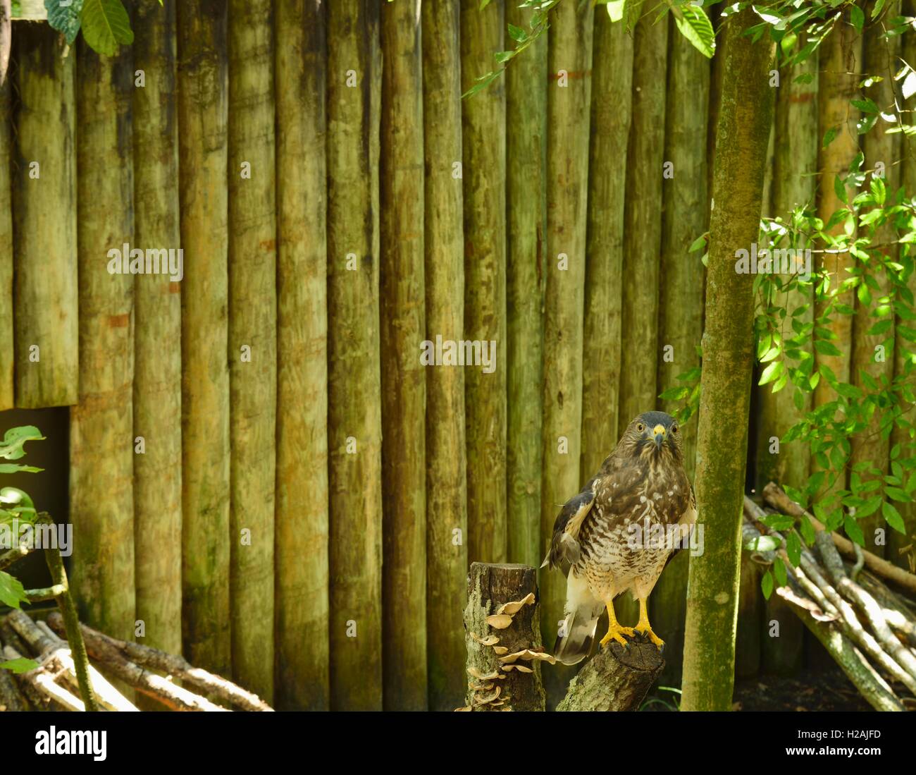 Red shouldered hawk on branch hi-res stock photography and images - Alamy