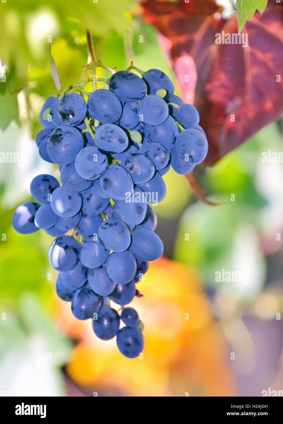 Grape detail hi-res stock photography and images - Alamy