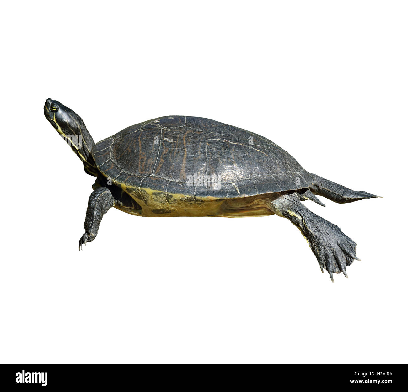 Florida reptile Cut Out Stock Images & Pictures - Alamy