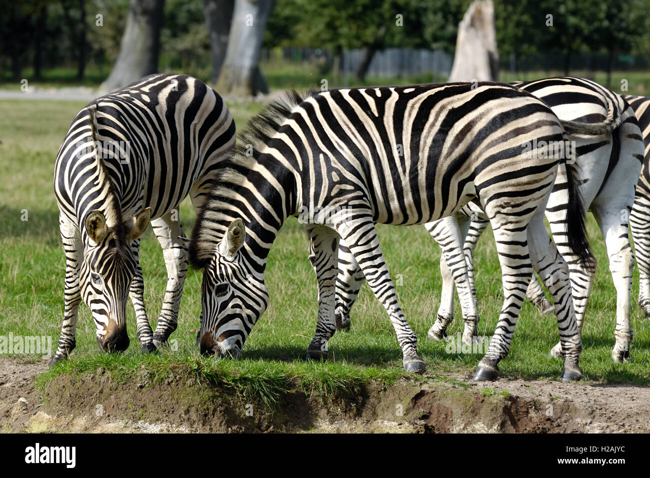 Group of zebras Stock Photo - Alamy