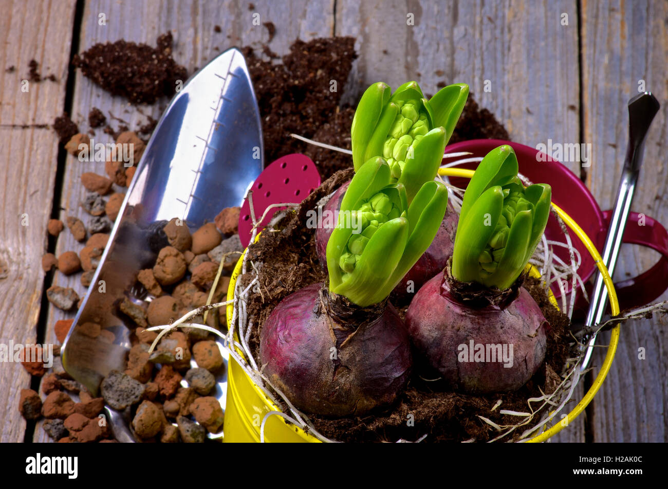 Planting Hyacinth Bulbs Stock Photo - Alamy