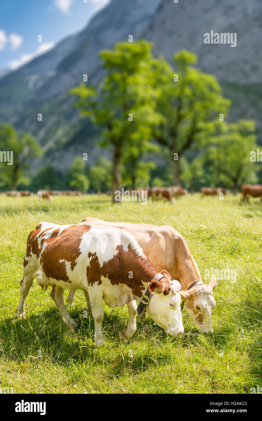 Couple of cows Stock Photo - Alamy
