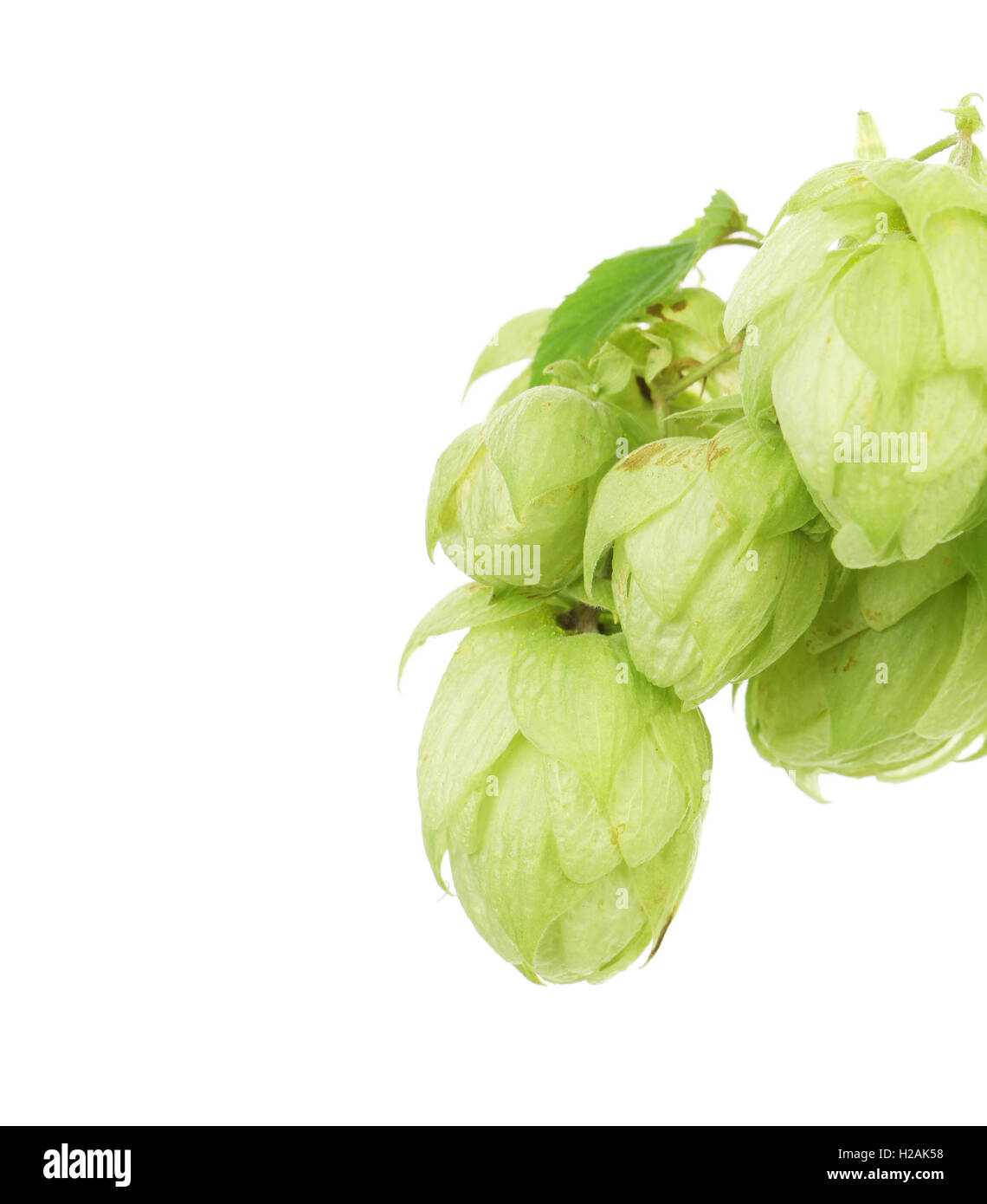 Hop flower green petals Stock Photo - Alamy