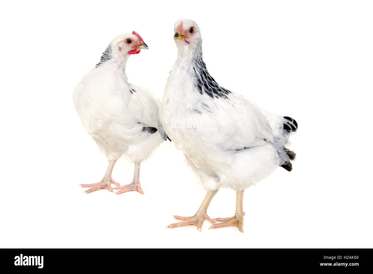 Chickens on white background Stock Photo - Alamy