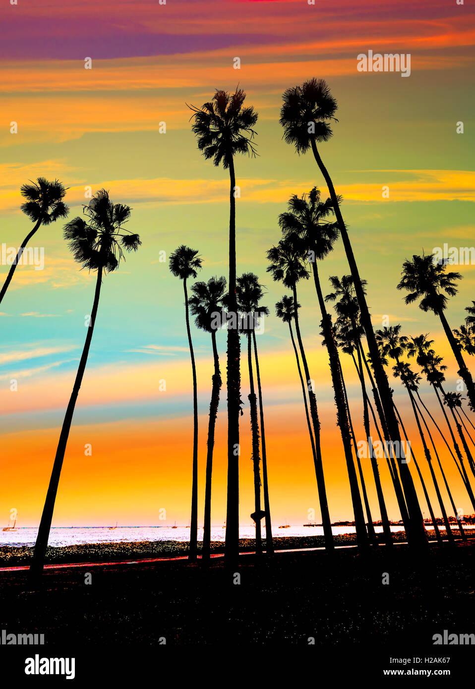 California sunset Palm tree rows in Santa Barbara Stock Photo - Alamy