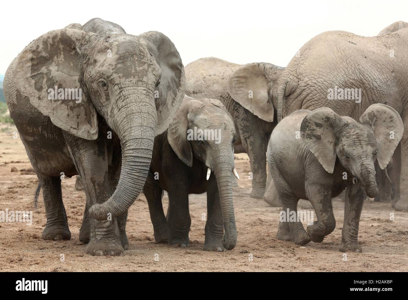 African Elephant Family Stock Photo - Alamy