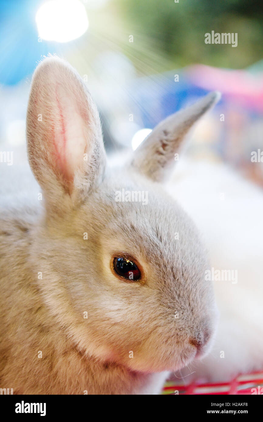 Grey and white rabbit hi-res stock photography and images - Alamy