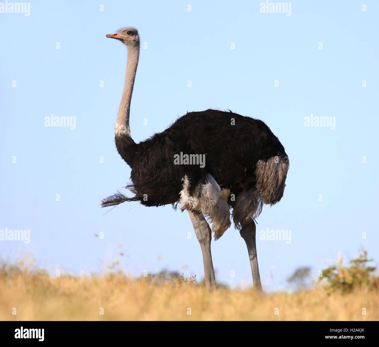 Male Ostrich Bird Stock Photo - Alamy