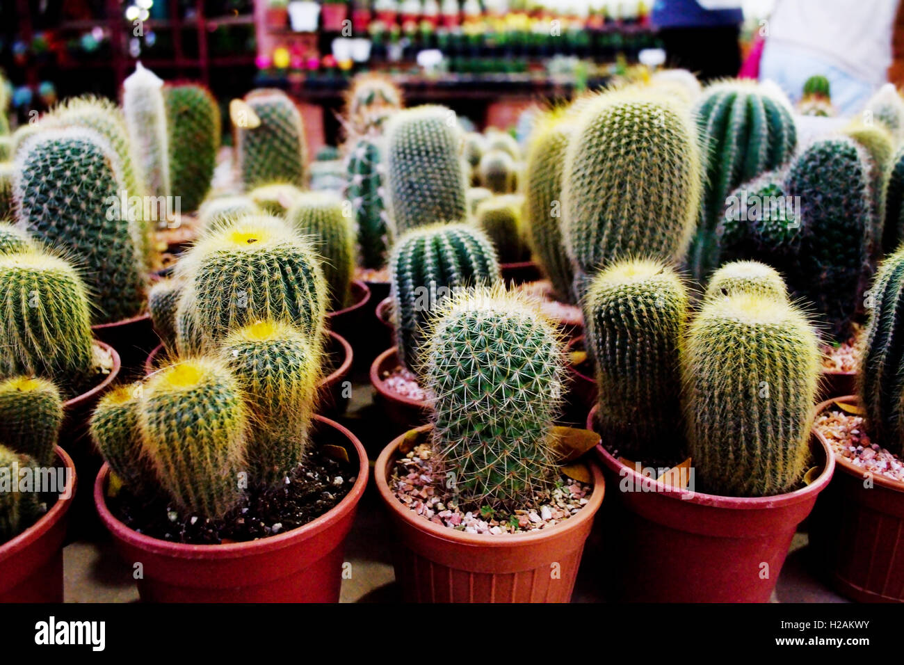 Cactus in pot Stock Photo - Alamy