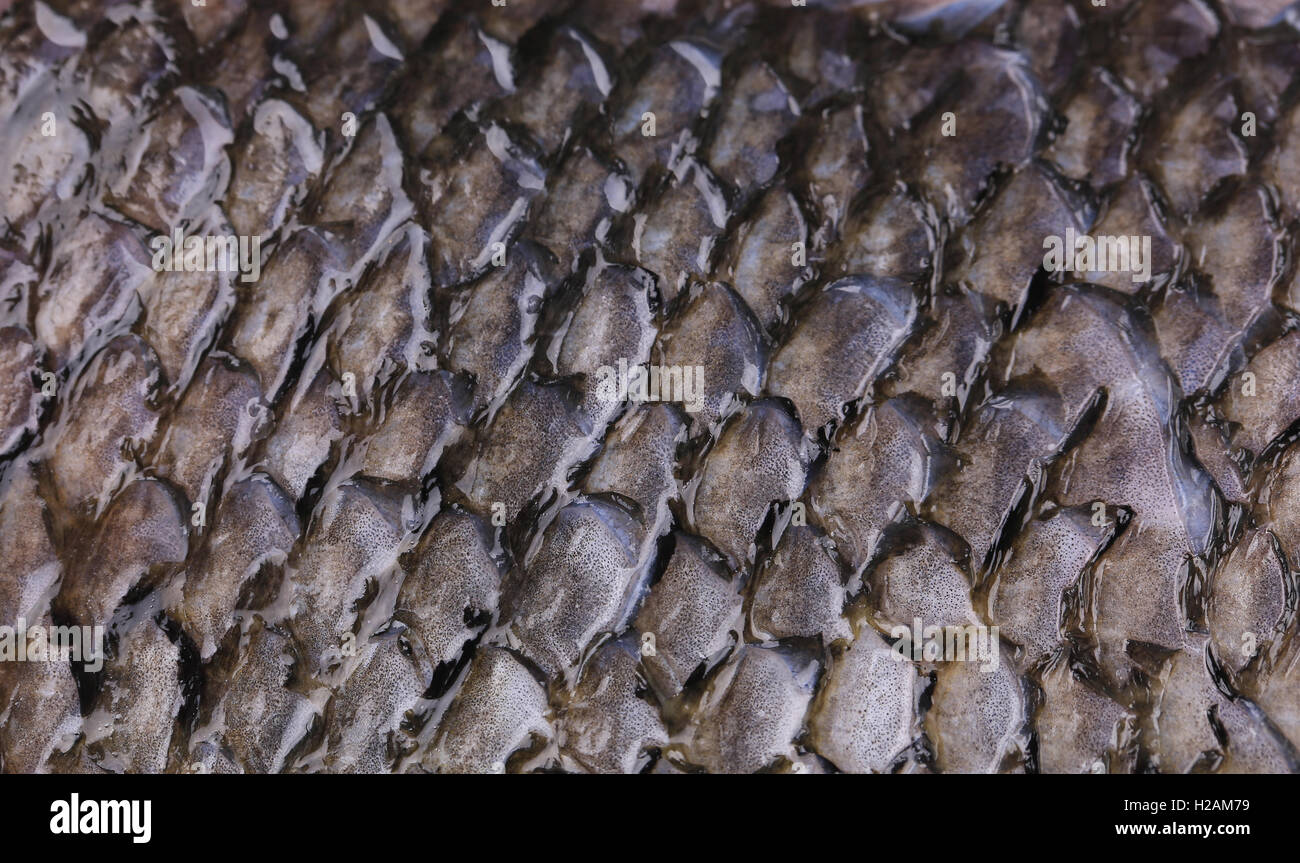 Texture of fish skin close up Stock Photo - Alamy