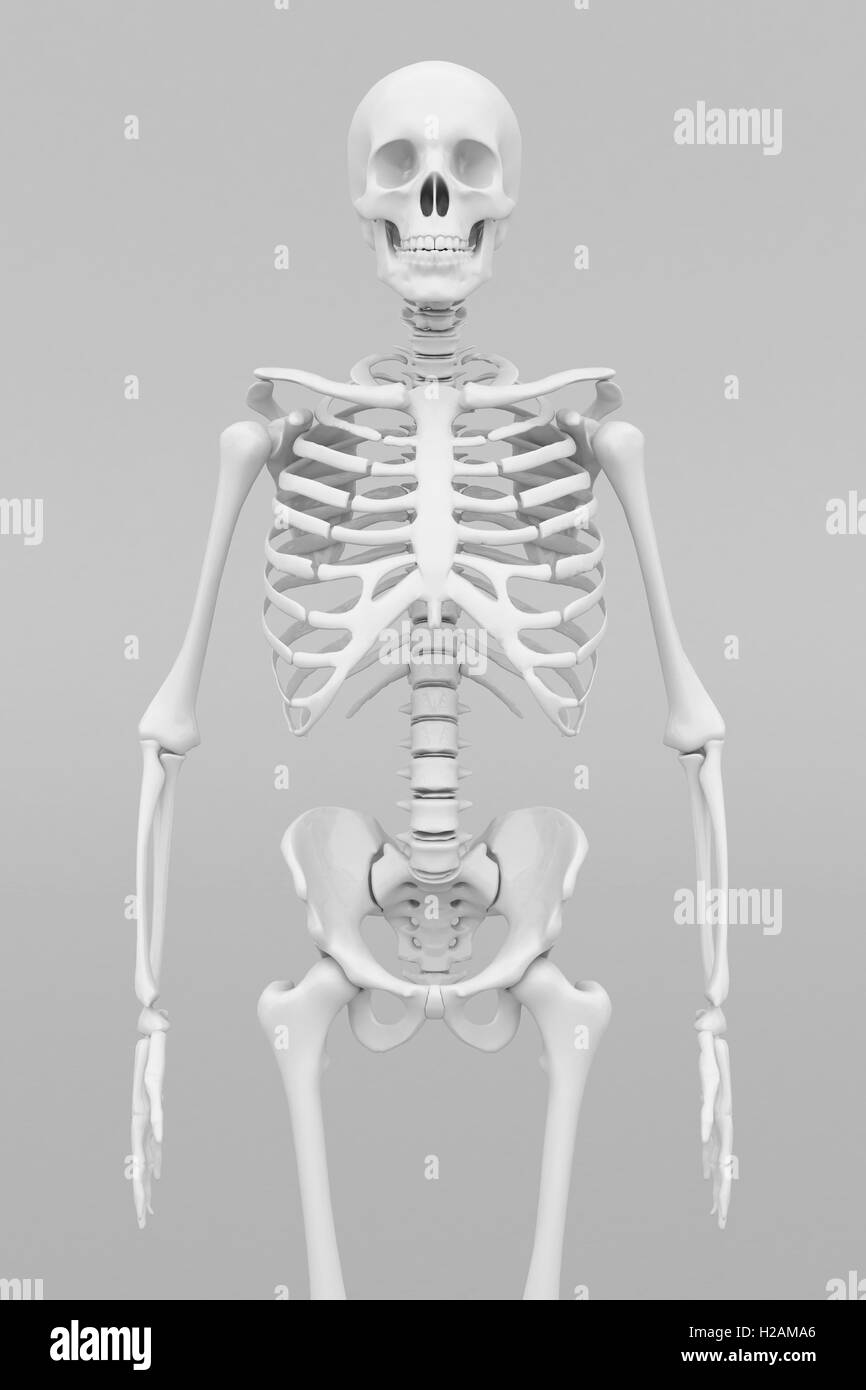 Human skeleton model hi-res stock photography and images - Alamy