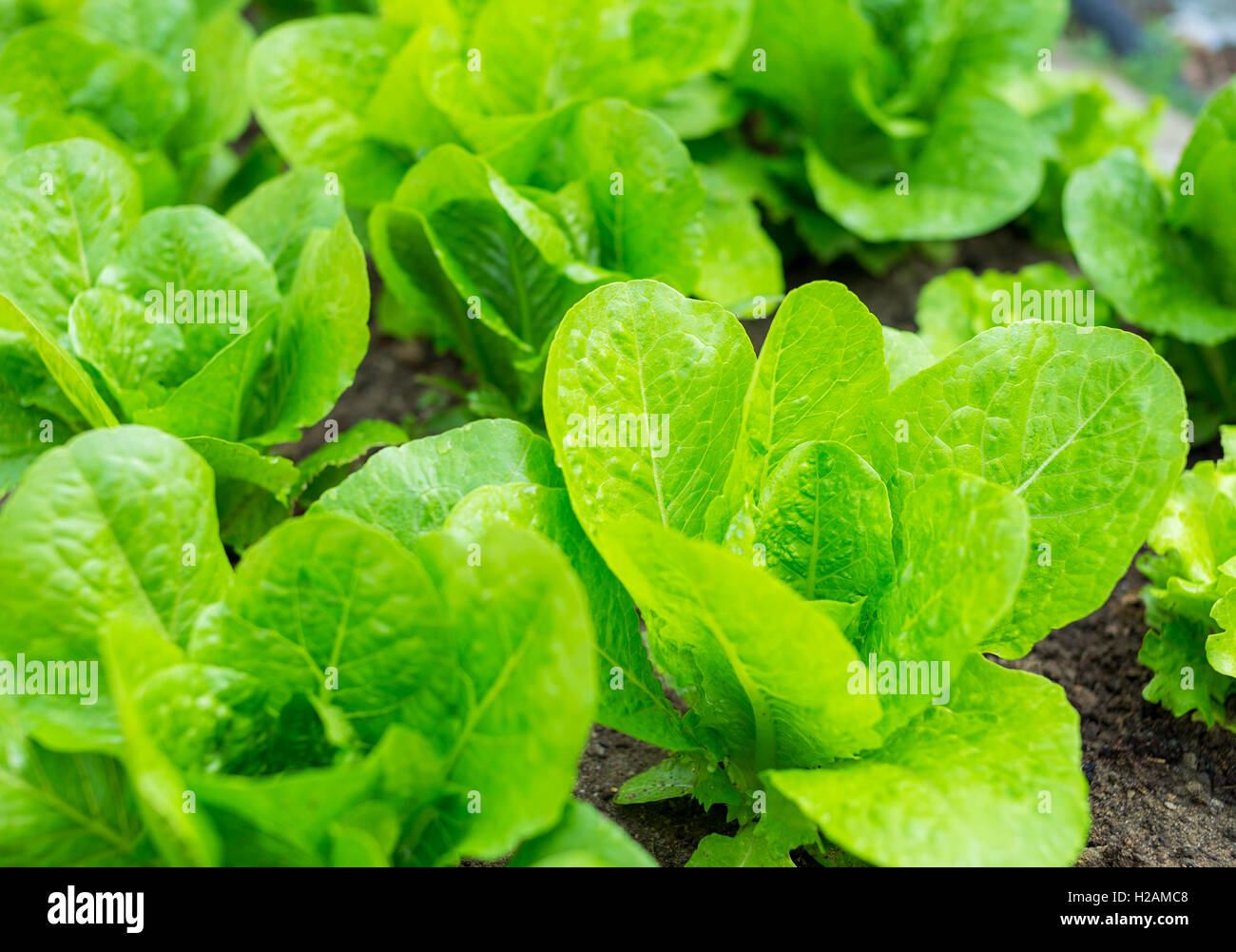 Lettuce field in the countryside Stock Photo - Alamy