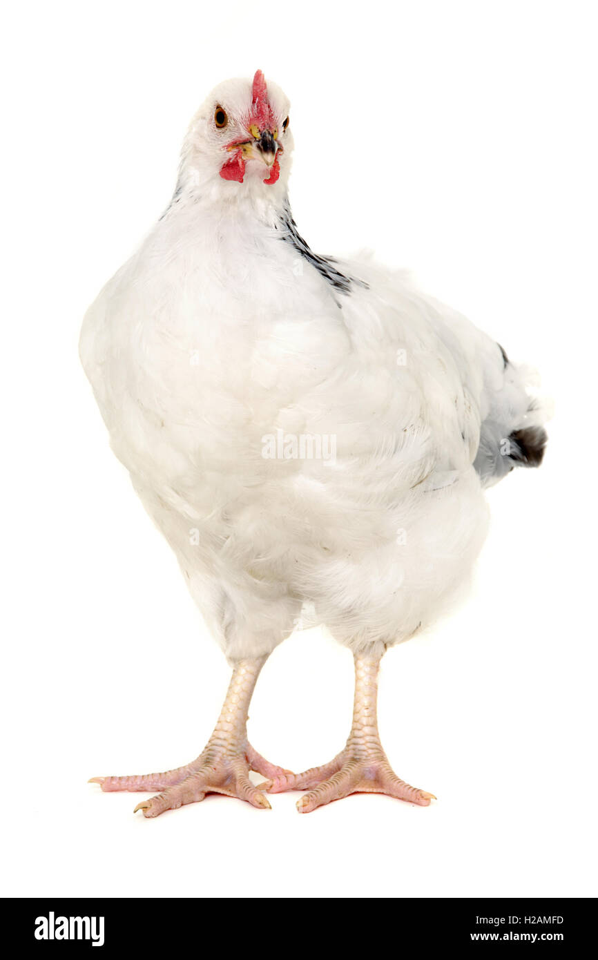 Hen on white background Stock Photo - Alamy