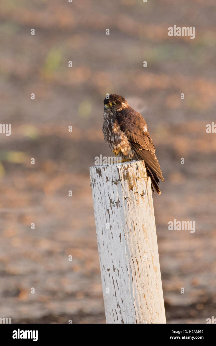 Merlin merlins falcon falcons hi-res stock photography and images - Alamy