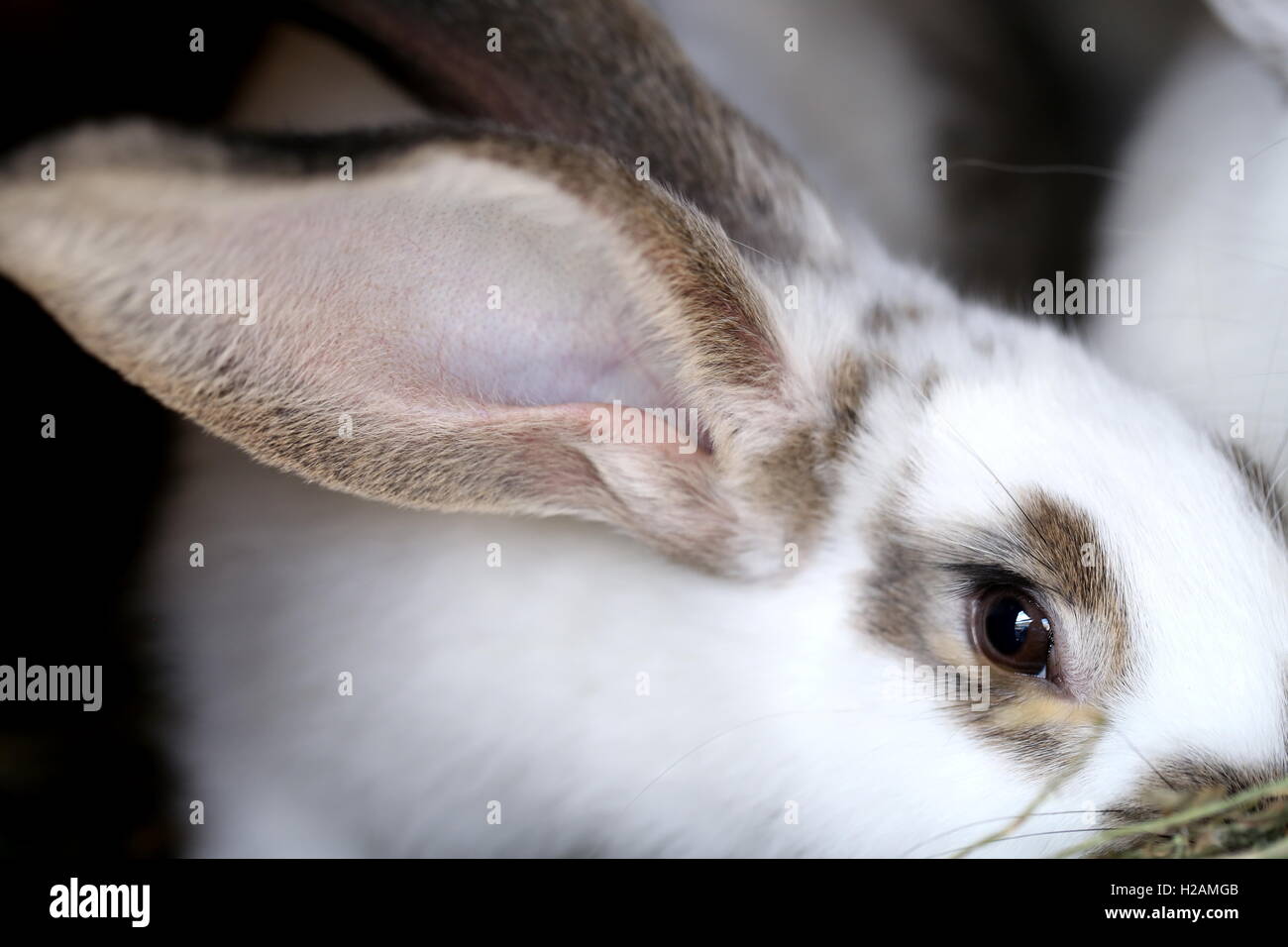 White rabbit with blask spots Stock Photo - Alamy