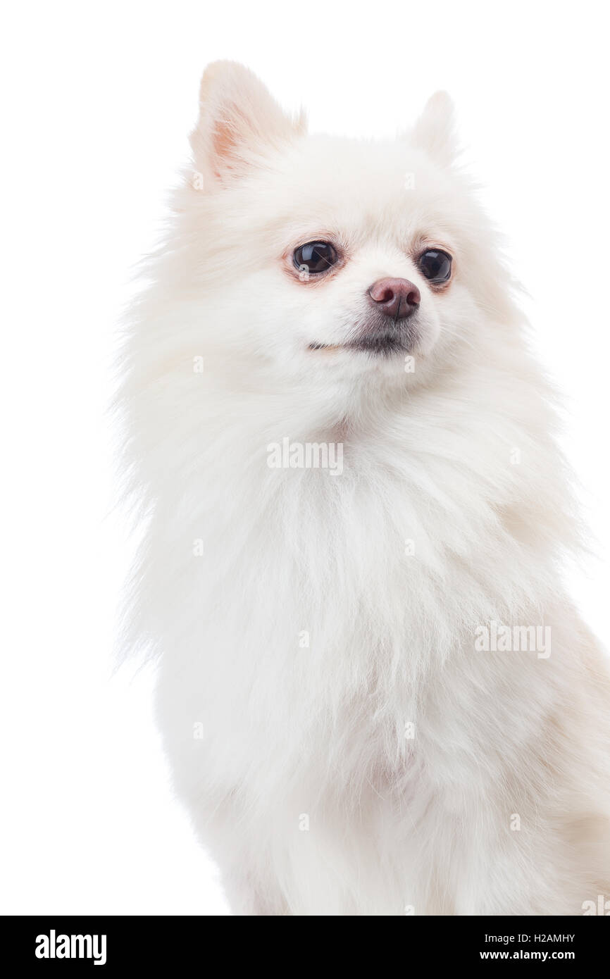 Fluffy white pomeranian hi-res stock photography and images - Alamy