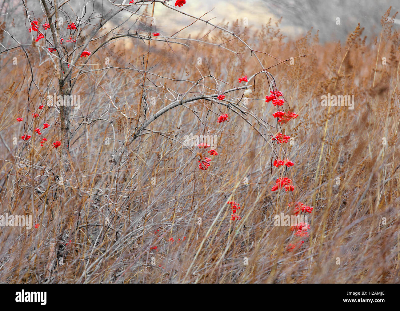 Autmn season hi-res stock photography and images - Alamy