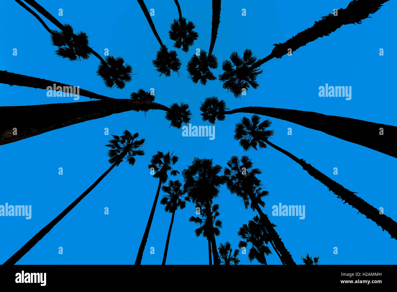 California Palm trees view from below in Santa Barbara Stock Photo - Alamy