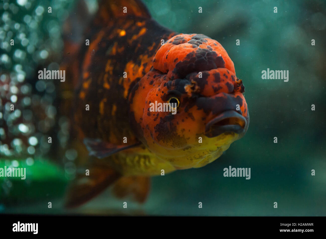 Oranda close up Stock Photo - Alamy