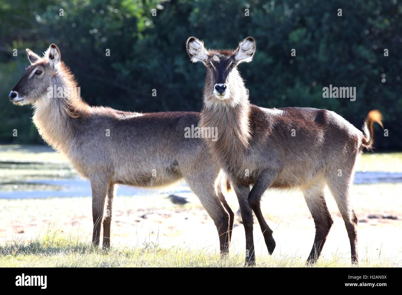 Mammal safari hi-res stock photography and images - Alamy