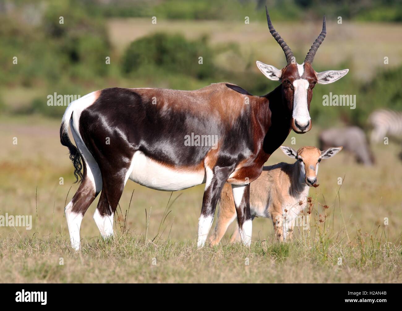 Bontebok Antelope and Baby Stock Photo - Alamy