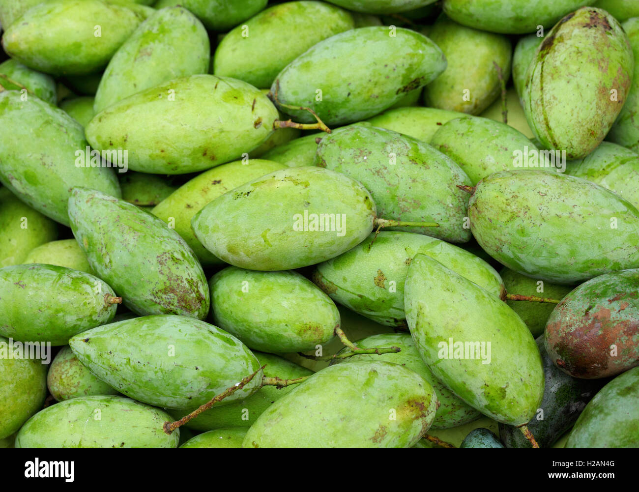 Green mango tree hi-res stock photography and images - Alamy
