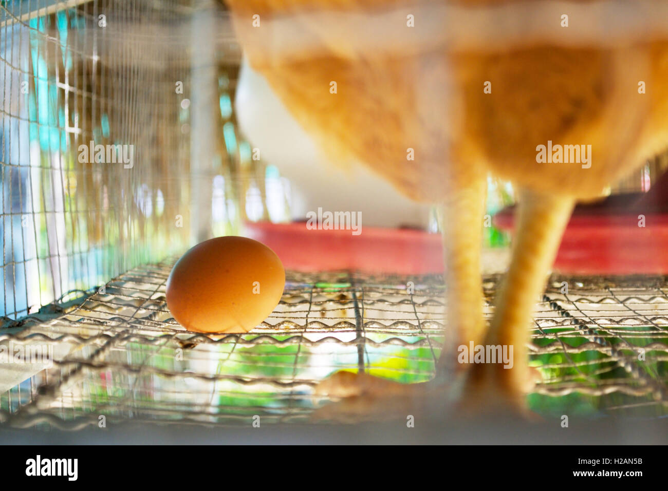 Hen egg laying hi-res stock photography and images - Alamy