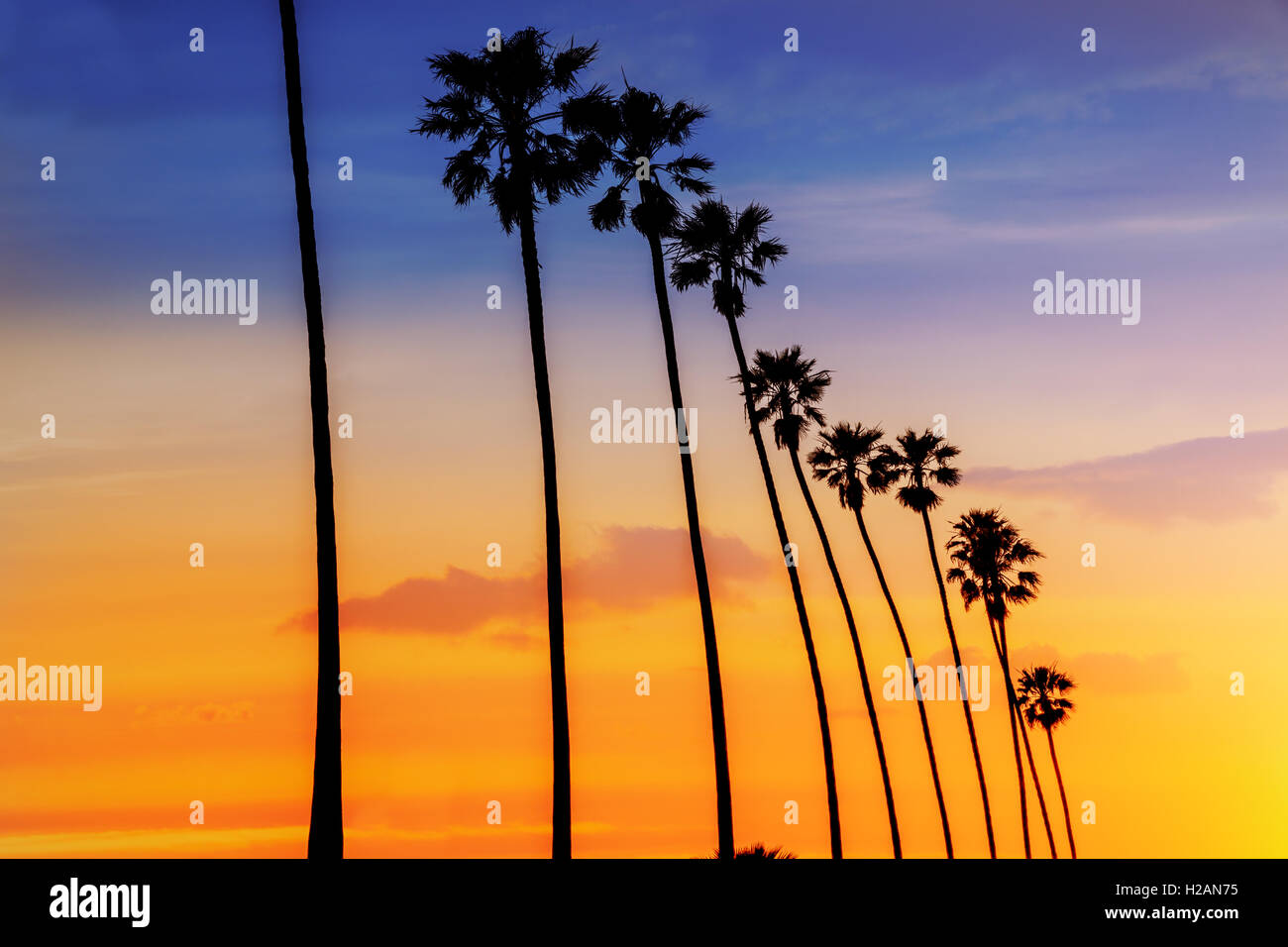 California sunset Palm tree rows in Santa Barbara Stock Photo - Alamy