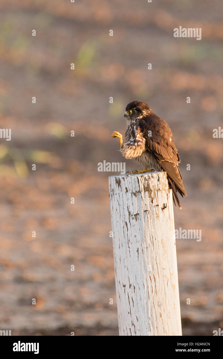 The merlin (Falco columbarius) is a small species of falcon once ...